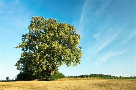 Trees That Start With L Varieties Characteristics Care