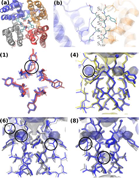 A Kcsa Seen From The Extracellular Side Atoms Of The Selectivity