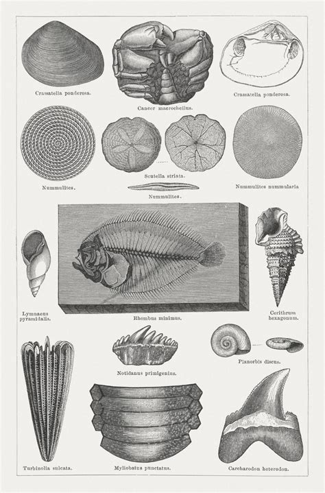 Index Fossil Examples Deals