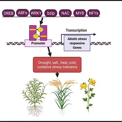 A Schematic Representation Of Stress Signal Response Of Tfs By Binding
