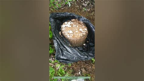 느타리 버섯 종균 넣기 작업 Youtube