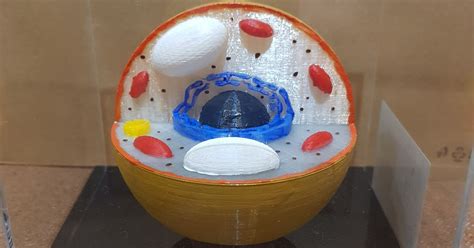 Fungal Cell Model