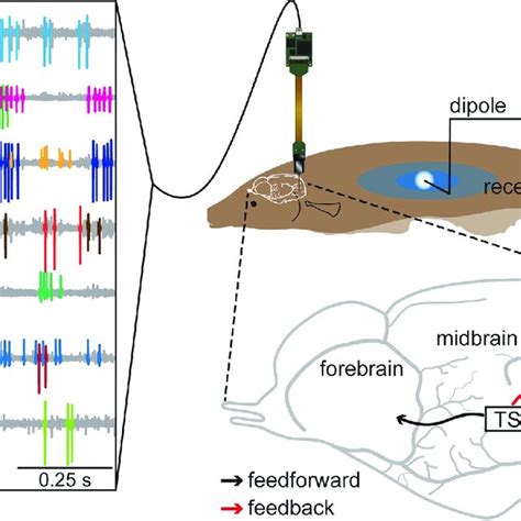 Experimental Setup The Simultaneous Activity Of A Population Of