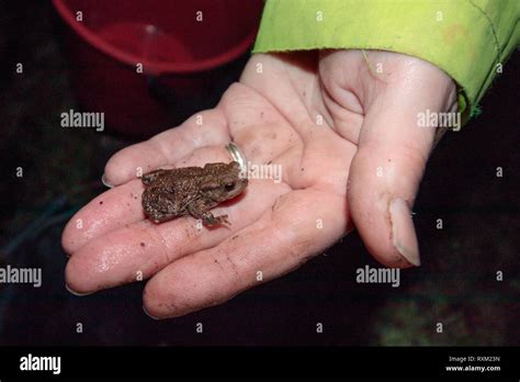 Common Toad Bufo Bufo Juvenile Recovered At Road Crossing On Spring Migration Surrey Uk