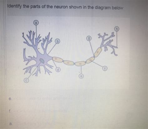 Solved Identify The Parts Of The Neuron Shown In The Diagram Chegg