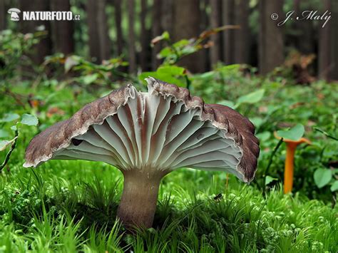 Arched Woodwax Mushroom Photos, Arched Woodwax Images, Nature Wildlife ...
