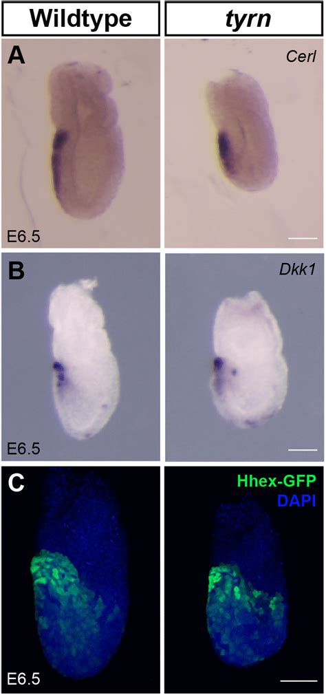 Position Of Anterior Visceral Endoderm In Tyrn Mutants Cerl A And