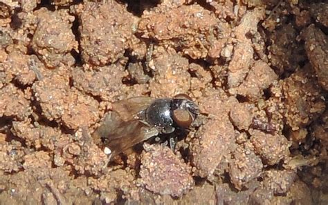 The Black Fig Fly Pupa