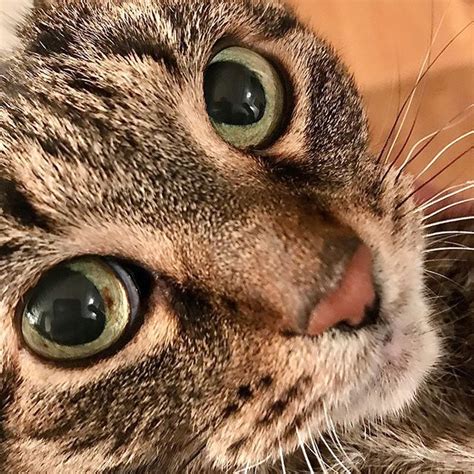 Extreme Closeup Dunsurfin