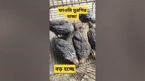ফাওমি মুরগির বাচ্চা Fawmi Murgi Shorts Short Shortvideo Murgi Chiken মুরগি