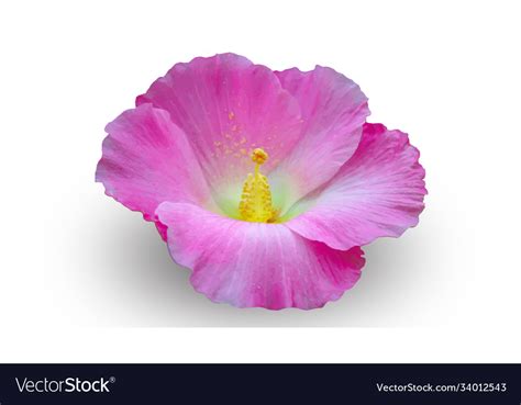 Bunga Raya Wallpaper