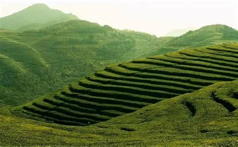 黄茶 黄小茶 霍山黄芽 唐时以兵三千兵保护的茶 知乎