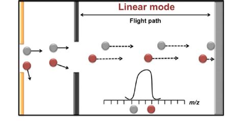 4 Possible Errors In Linear Mode Maldi Tof Ms At Which The Ions Of The