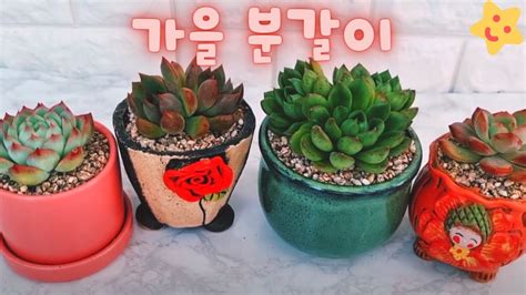 스텔라다육 Stellar 분갈이는 언제나 즐겁답니다 흑장미 핑크크리스탈 국민다육이 Youtube