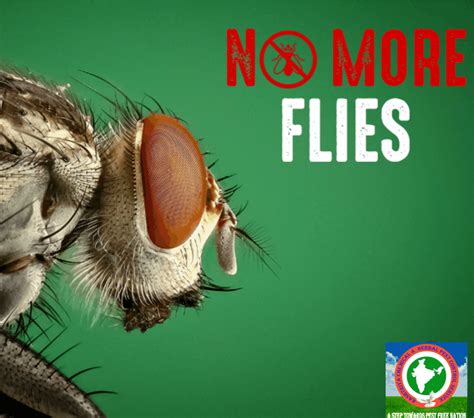House Flies Control Services In Pune हाउस फ्लाई कंट्रोल सर्विस पुणे