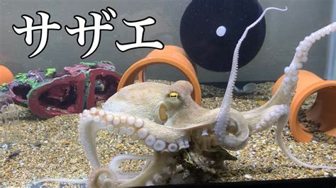 飼育してるタコに生きたサザエあげてみたけど。。。【アクアリウム】 Youtube