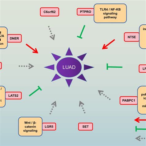 Schematic Diagram The Schematic Diagram Was Drawn To Reflect The Genes Download Scientific