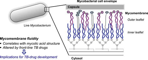 Mycobacterium Tuberculosis Bacteria Structure