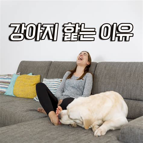 여러가지 감정을 표현하는 강아지 핥는 이유