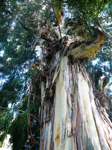 Eucalyptus Viminalis Alchetron The Free Social Encyclopedia