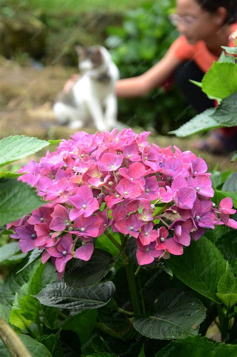Premium Photo Hydrangea Macrophylla In The Garden
