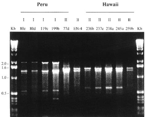 Random Amplified Polymorphic Dna Analysis Of A Representative Group Of Download Scientific