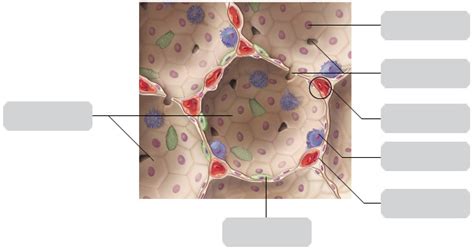 Resp Diagram Quizlet