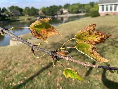 Red Mapel Problem Rgardening