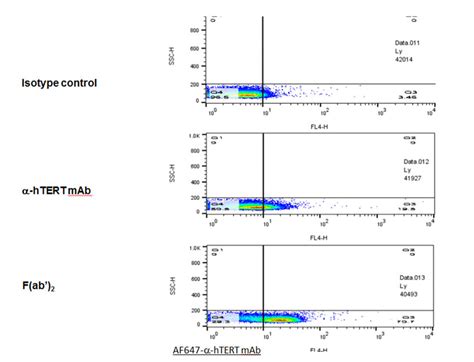 The F Ab 2 Fragment Of The Htert Mab Effectively Binds To Pbmcs Of Download Scientific Diagram