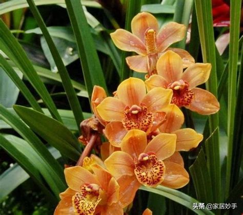 蘭花開完花別大意給其適當修剪花芽嗖嗖竄年年花開不斷爆盆 每日頭條