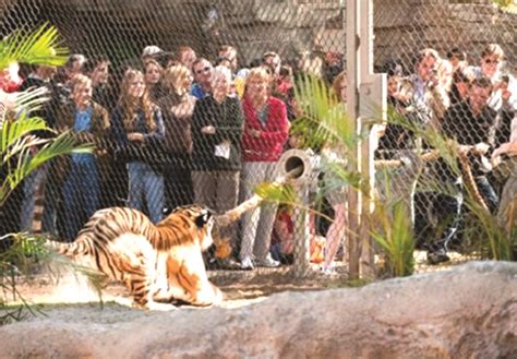 ვეფხვი და მოყმე კვირის პალიტრა