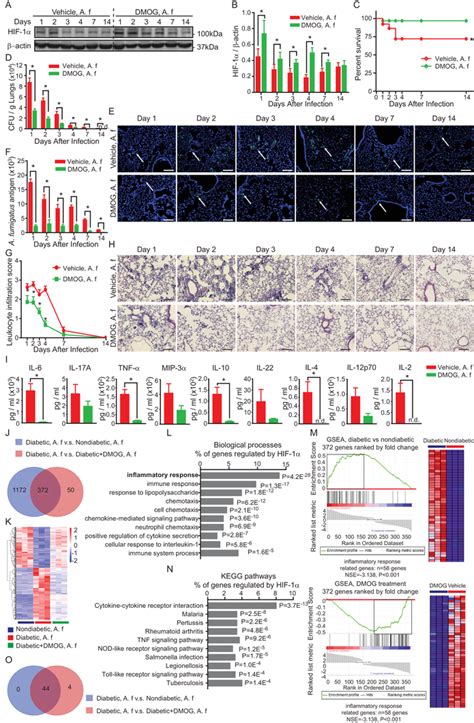 Hif‐1α Induction Attenuates The Pulmonary Infection And The