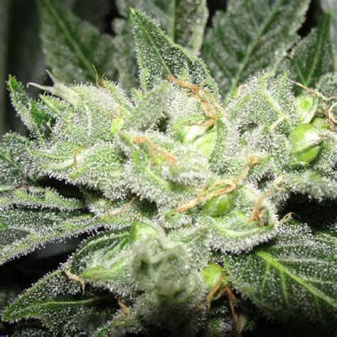 Chem Dd F2 Hanf Samen Von Green Beanz Seeds Hanfsamen Kaufen