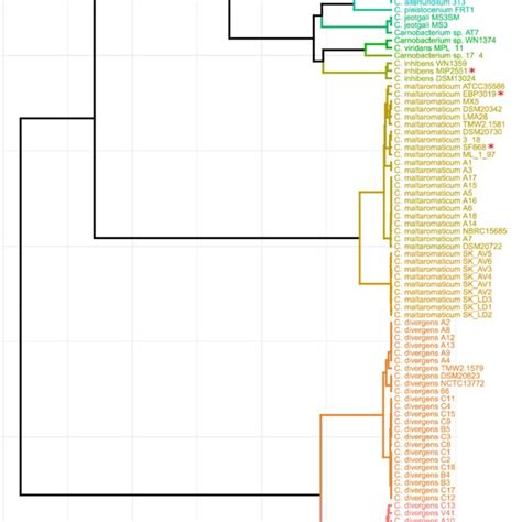 Average Nucleotide Identity Ani Dendrogram Of Carnobacterium Spp Download Scientific Diagram