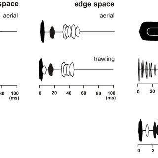 PDF Bat Guilds A Concept To Classify The Highly Diverse Foraging And Echolocation Behaviors