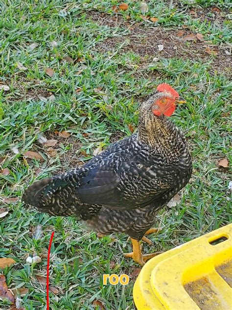 Hatched 9 Eggs From A Barred Rock Rooster And Black Sex Link Hen 12
