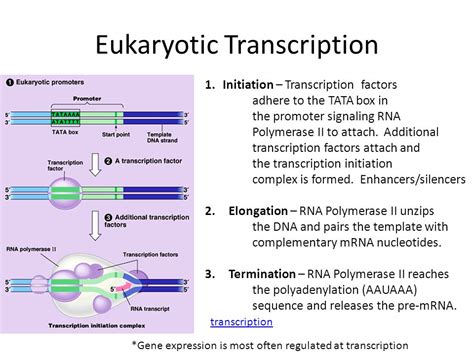Transcription Initiation Eukaryotic