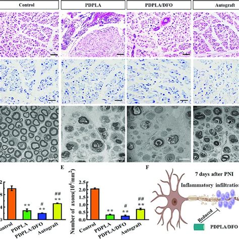Histological Investigation And Morphometric Analysis Using Hande Staining
