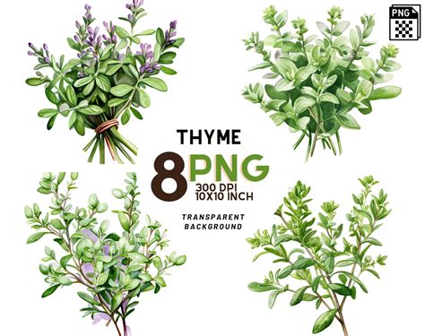 Watercolor Thyme Clipart Xy Element