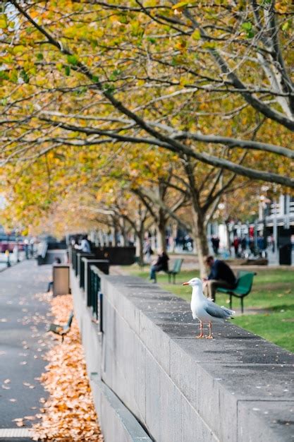 Free Photo | Bird in city