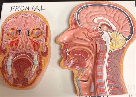 Ethmoidal Sinus Model