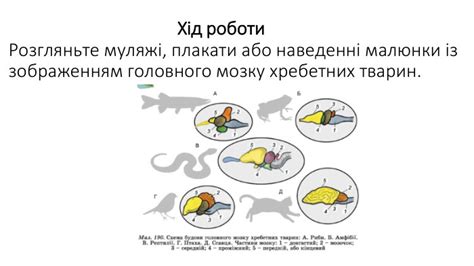 Презентація Практична робота № 6 Тема Порівняння будови скелетів хребетних тварин