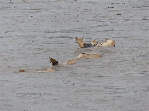 무료 이미지 바닷가 바다 모래 육지 해조 강 야생 생물 홍수 더러운 오리 척골가 있는 물새 슬러리 표류 나무 밀물 갯벌 4000x3000