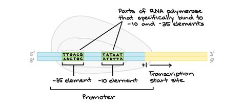 Rna Transcription Diagram