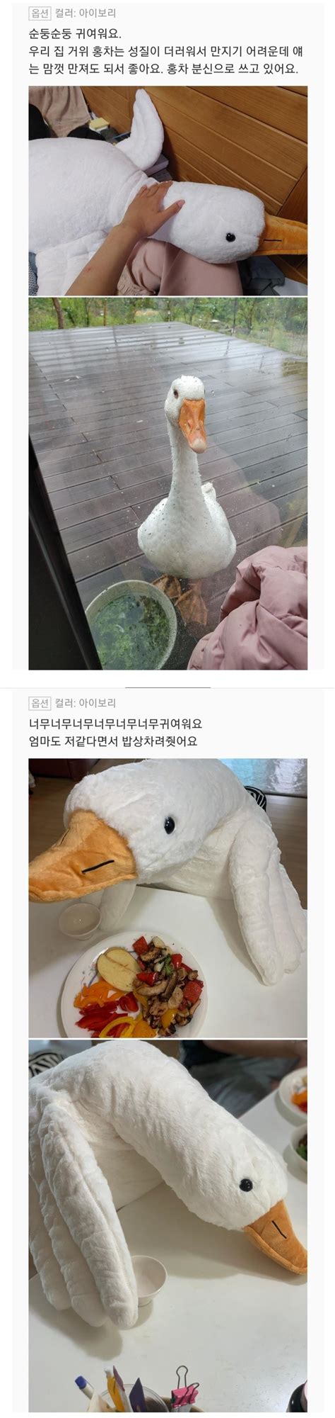 사람들의 귀여운 거위 인형 후기 유머이슈 Yuldo