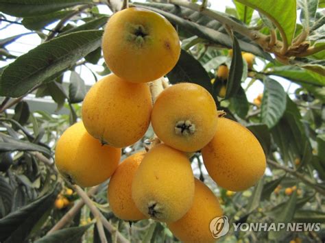 완도 비파 수확 한창…올해 130t 생산 소비자 반응 좋아 연합뉴스
