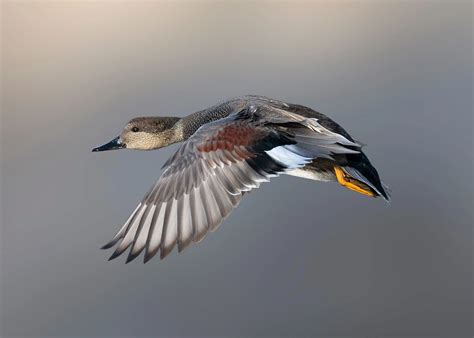 Gadwall Duck How To Identify Hunt And Cook Gray Ducks