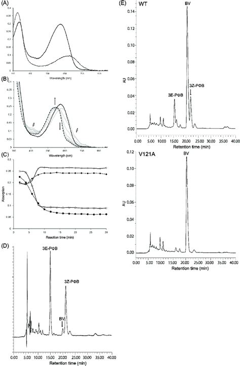Enzymatic Assay Of V121a Mutated Tomato P B Synthase A The Download Scientific Diagram