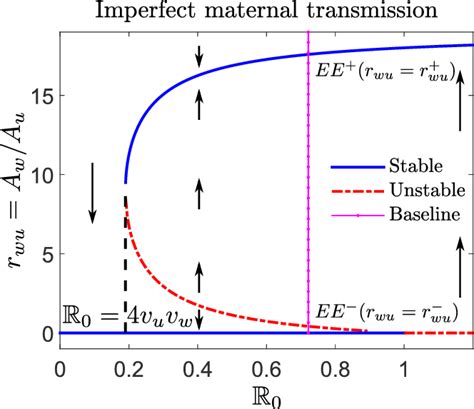 1 Backward Bifurcation Diagram For Imperfect Maternal Transmission Vw Download Scientific