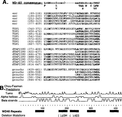Figure From The Extra Sex Combs Product Contains WD Repeats And Its Time Of Action Implies A